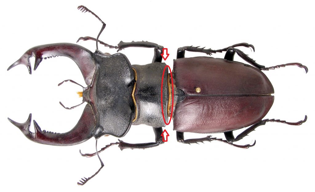 Terms used for body parts – European Stag Beetle Monitoring Network