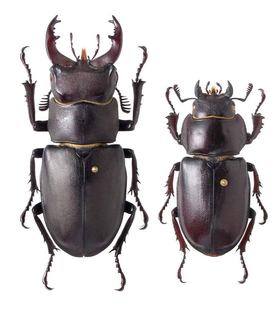 Lucanus species in Europe – European Stag Beetle Monitoring Network