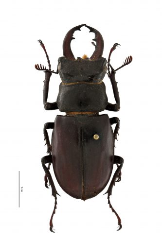 Lucanus species in Europe – European Stag Beetle Monitoring Network