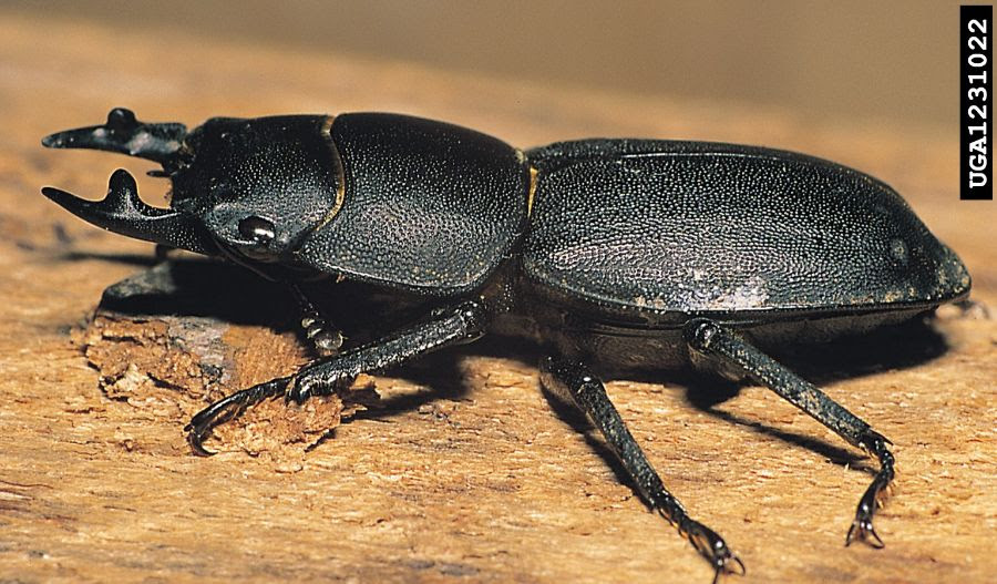 Wildlife observations – European Stag Beetle Monitoring Network